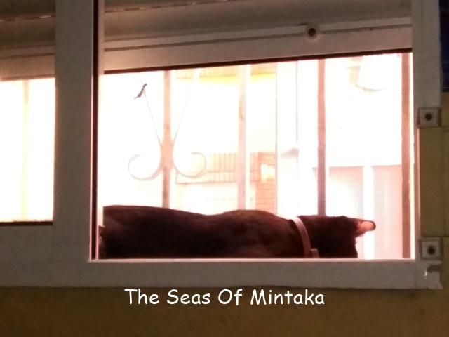 DIY Catio or Sun Window / Sun Balcony for Cats | The Seas of Mintaka